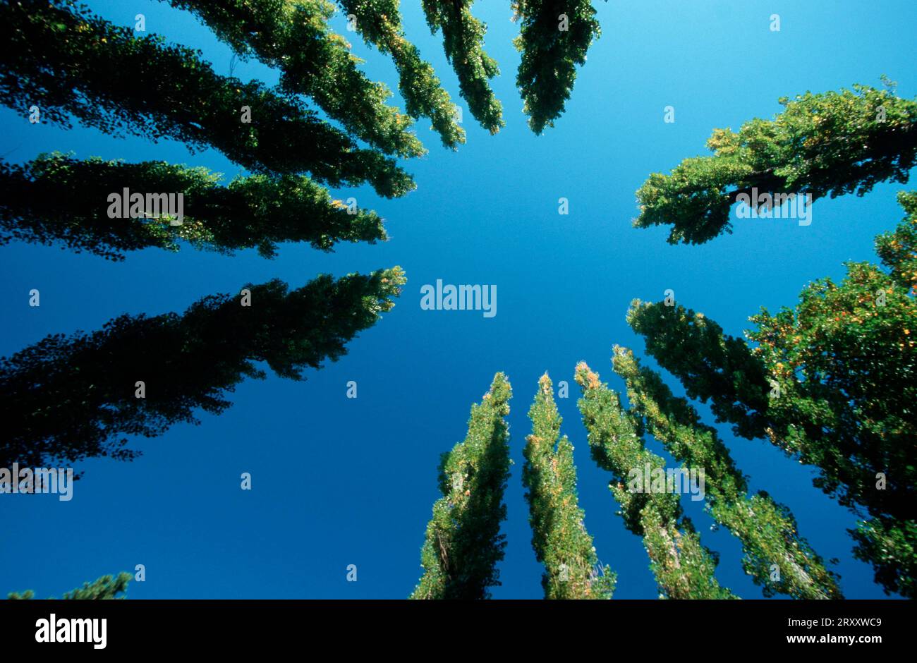 Italian Cypresses (Cypressus sempervirens Stock Photo - Alamy