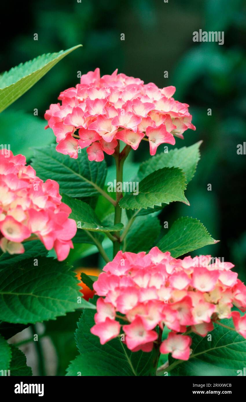 Hortensia (Hydrangea macrophylla Stock Photo - Alamy