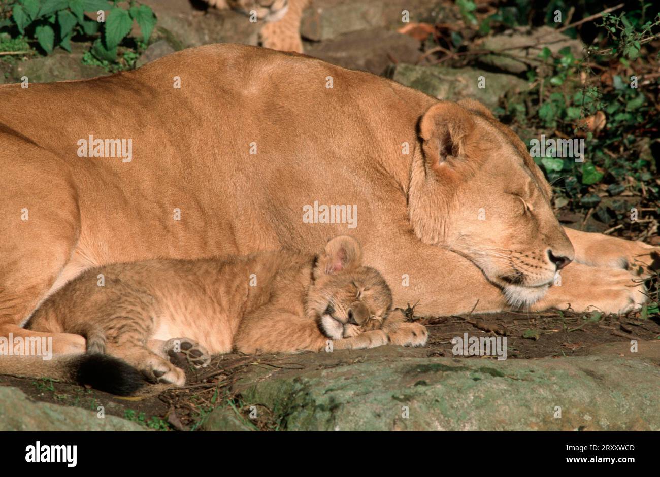 Lioness sleep sleeping hi-res stock photography and images - Alamy