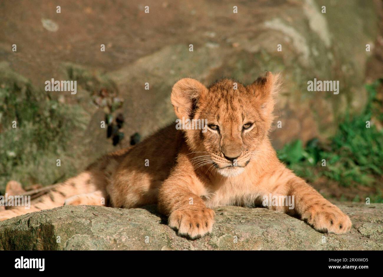 African Lion (Panthera leo), cub Stock Photo - Alamy