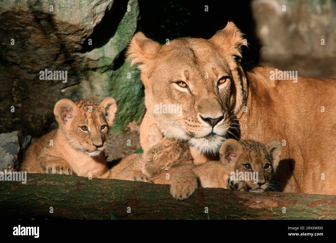 Lioness (Panthera leo) with cubs Stock Photo - Alamy
