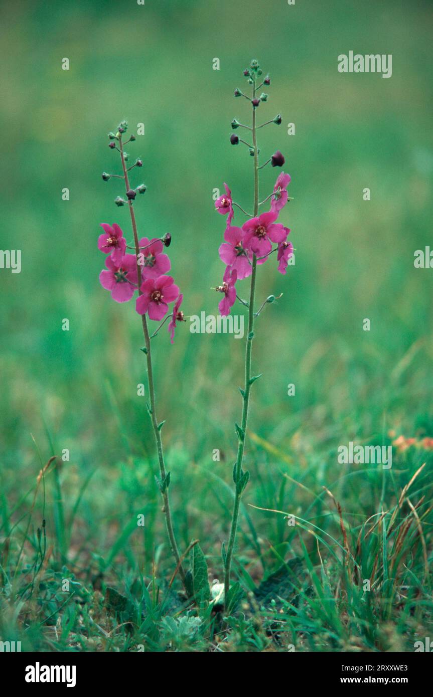 Purple Mullein (Verbascum phoeniceum), purple mullein, Hungary Stock ...