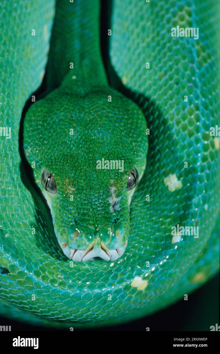 Green Tree Pythons (Morelia viridis Stock Photo - Alamy