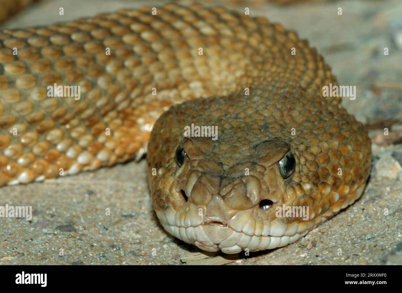 Mexican west coast rattlesnake hi-res stock photography and images - Alamy