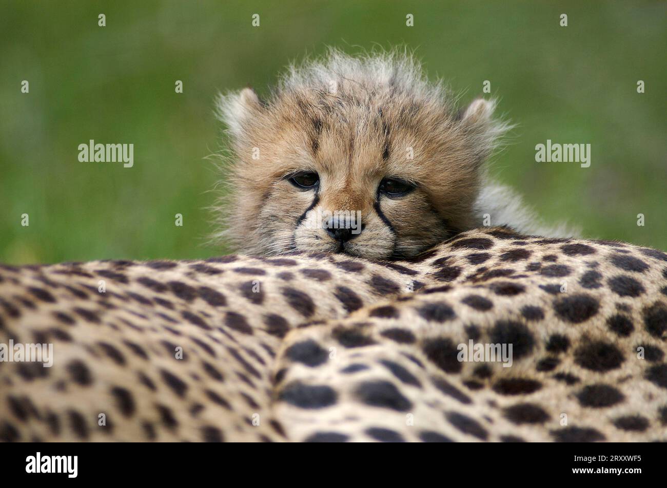 Cheetah (Acinonyx jubatus), young Stock Photo - Alamy