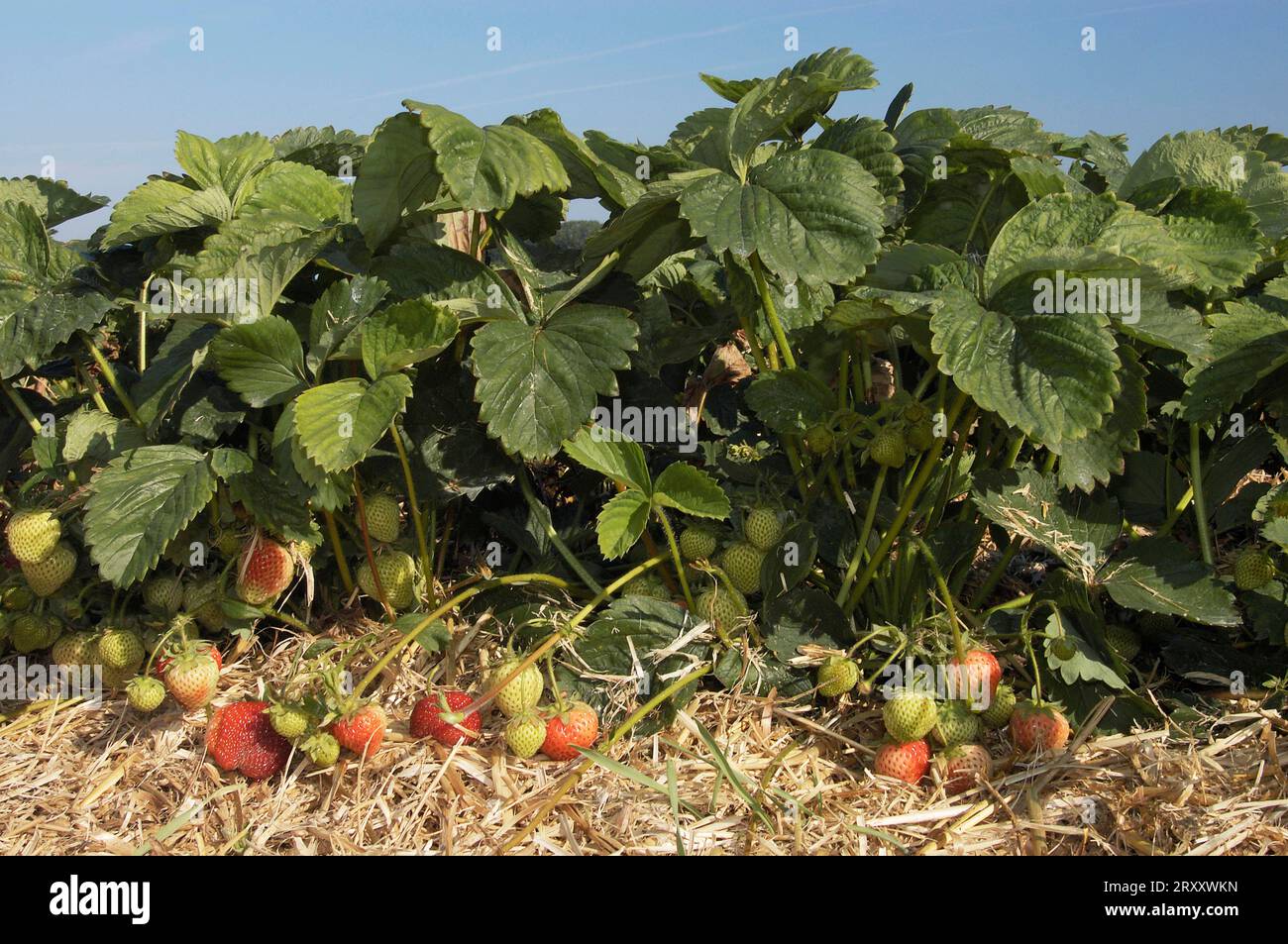 Strawberry (Fragaria x ananassa Stock Photo - Alamy