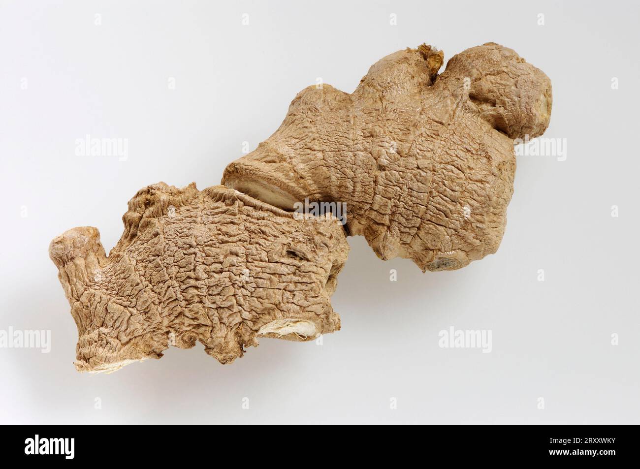 Common Ginger (Zingiber officinale) roots Stock Photo - Alamy
