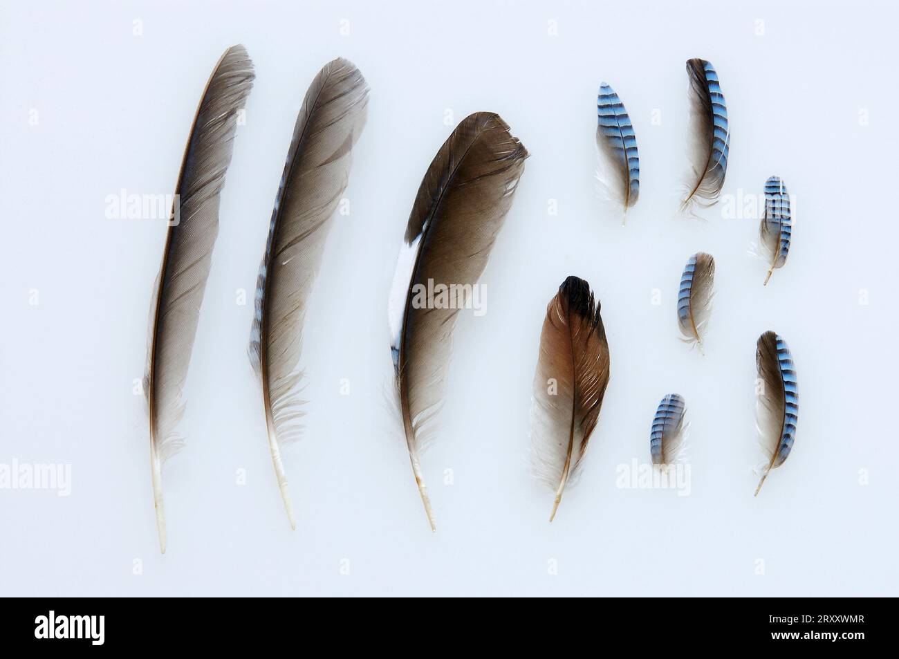 Feather photo hi-res stock photography and images - Alamy