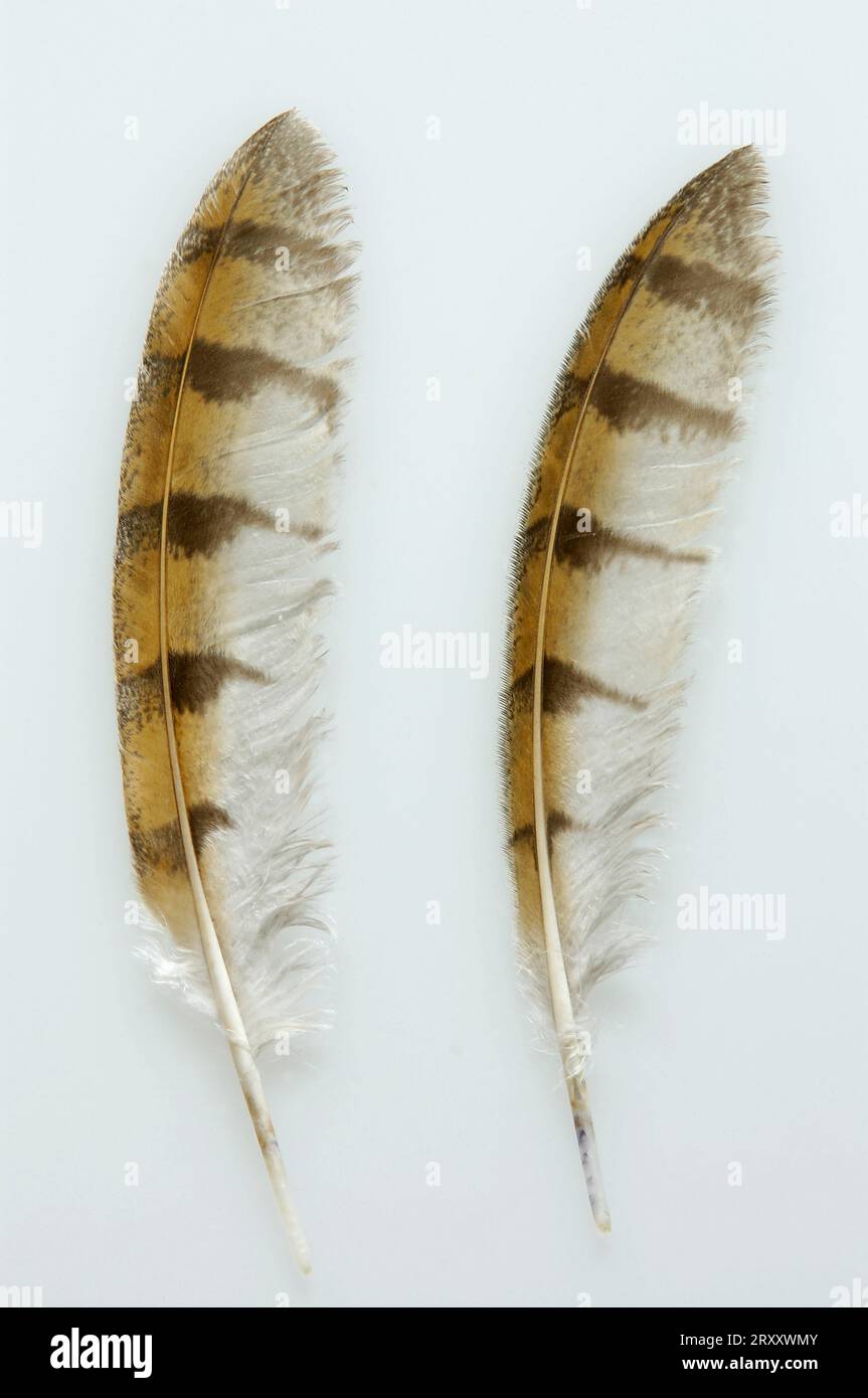 Common barn owl (Tyto alba), feathers Stock Photo - Alamy