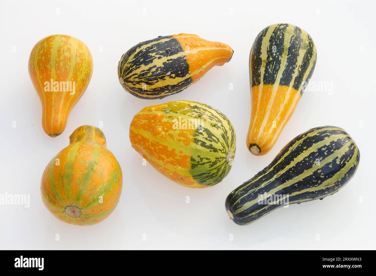 Pumpkins (Cucurbita pepo Stock Photo - Alamy