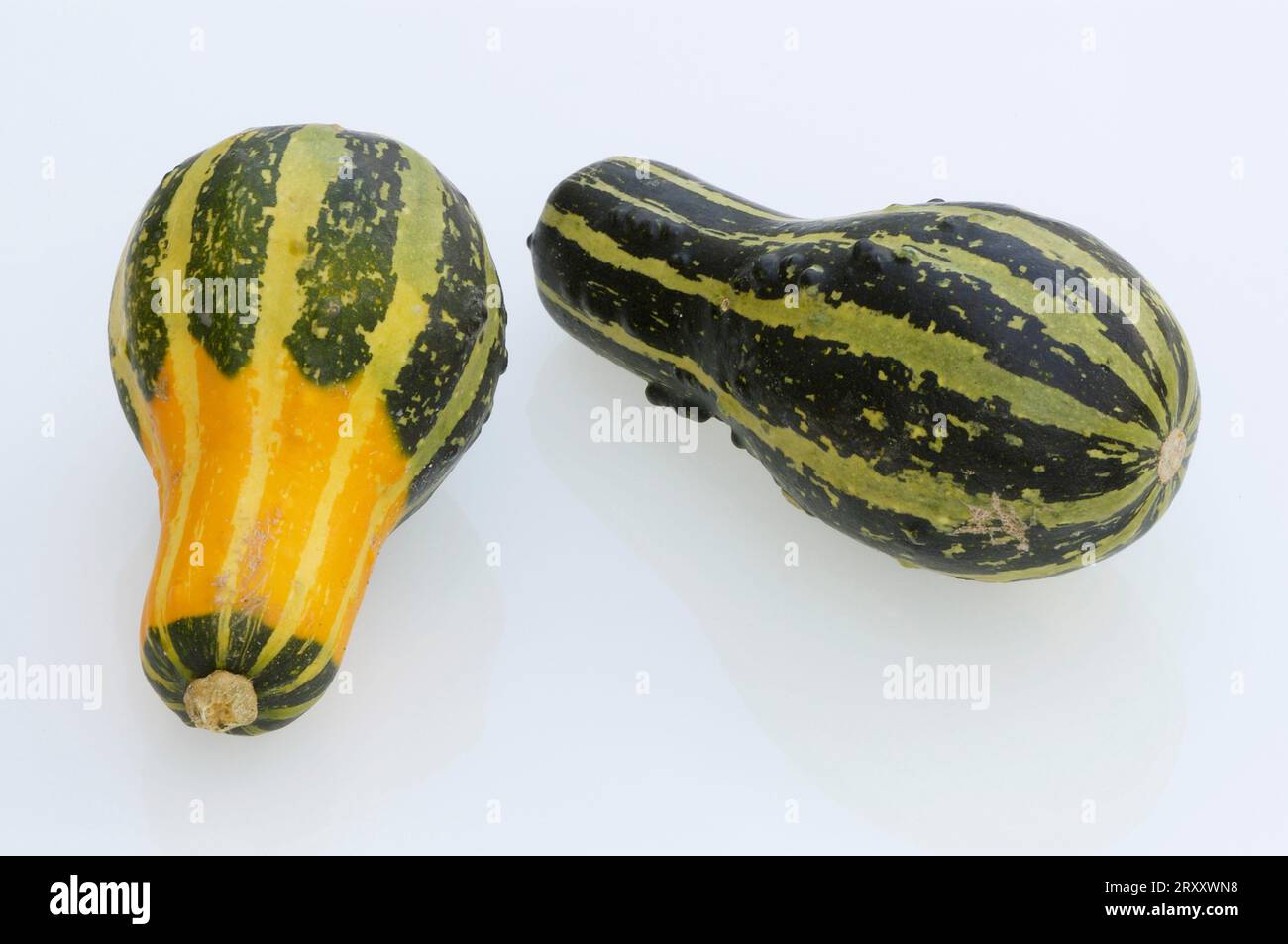 Pumpkins (Cucurbita pepo Stock Photo - Alamy