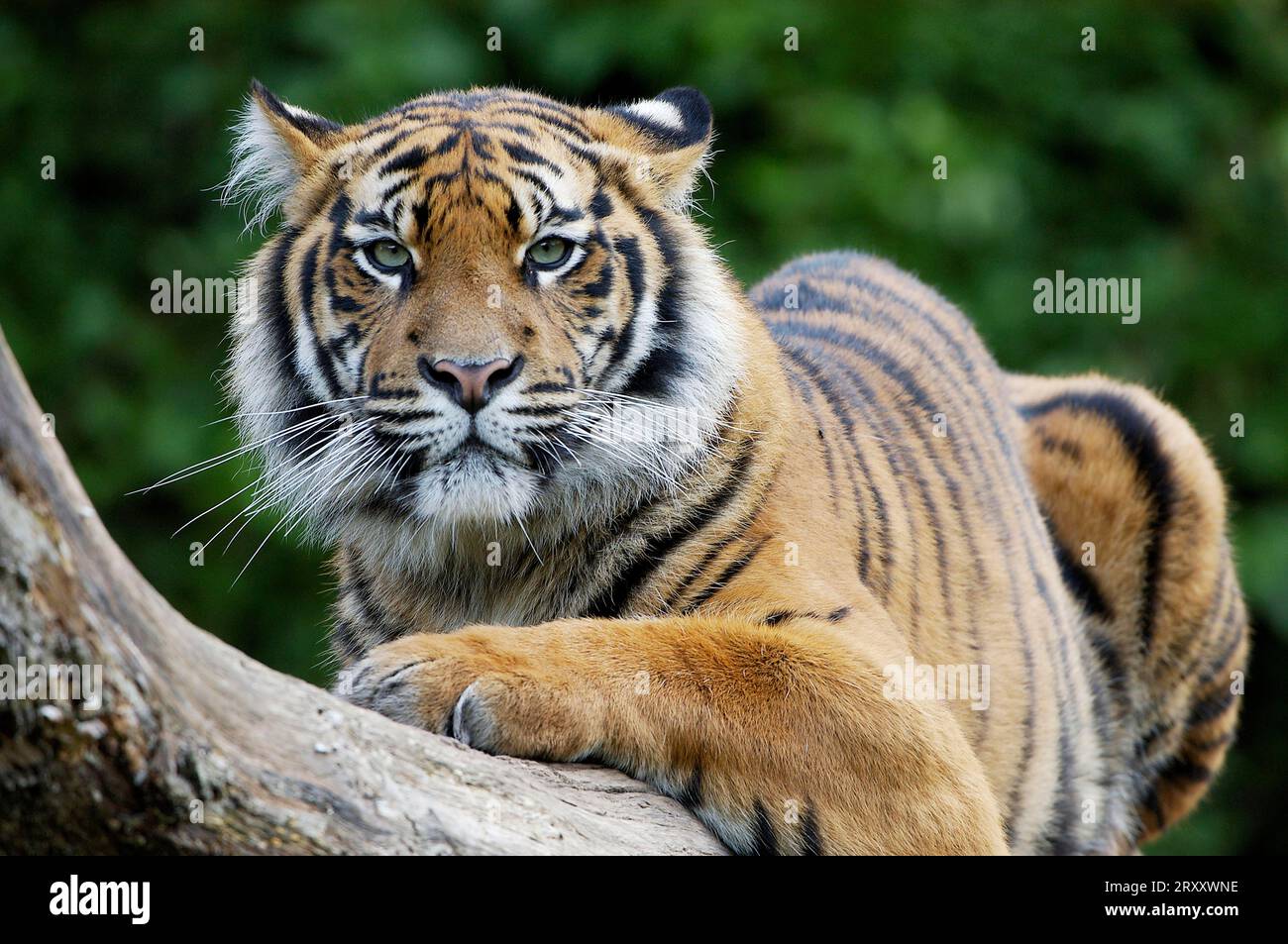 Sumatran Tiger (Panthera tigris sumatrae Stock Photo - Alamy