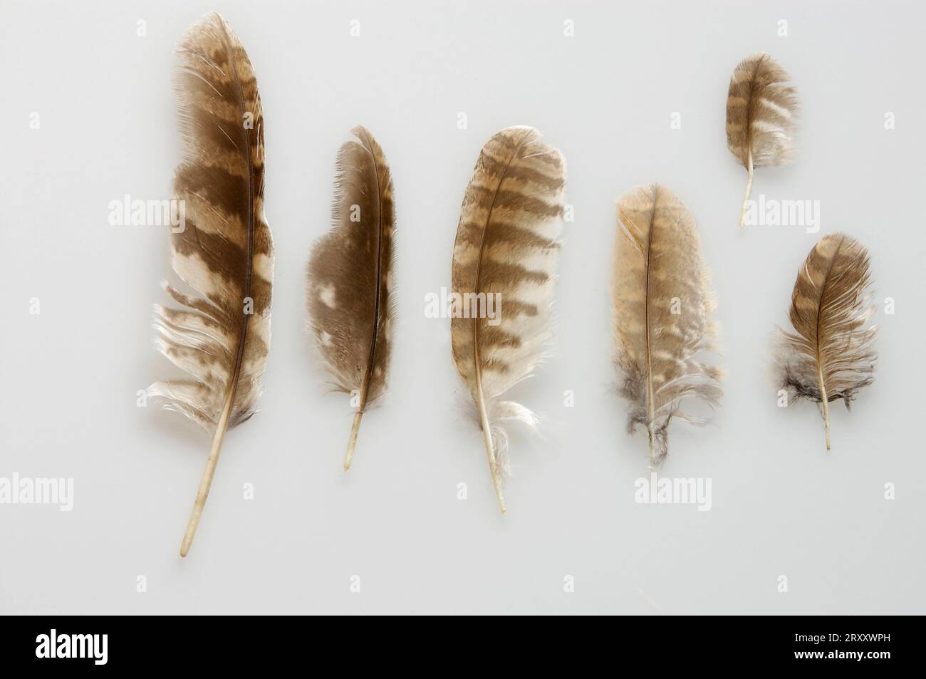 Tawny Owl (Strix aluco), feather Stock Photo - Alamy