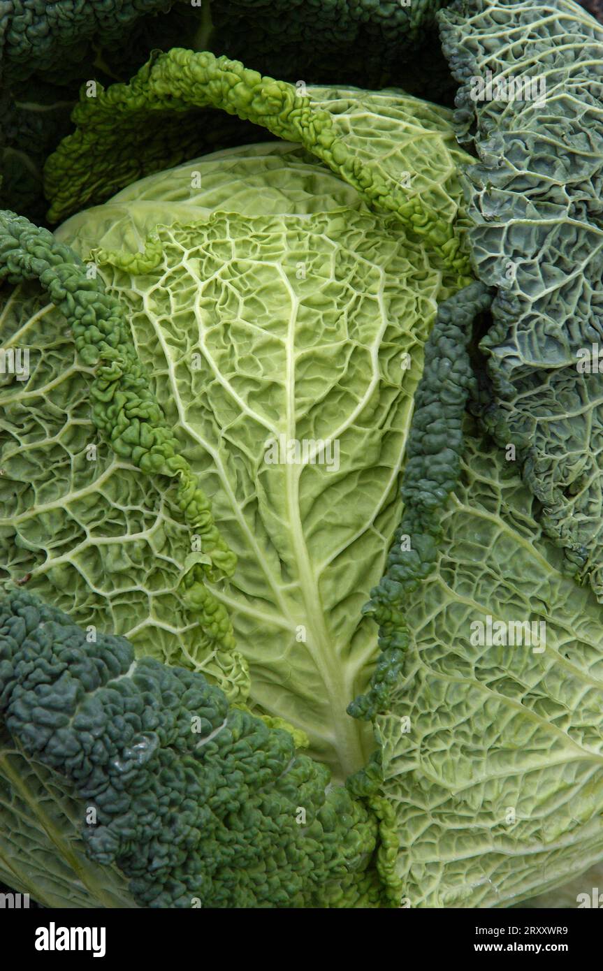Savoy vegetable cabbage (Brassica oleracea var. sabauda), Savoy cabbage ...
