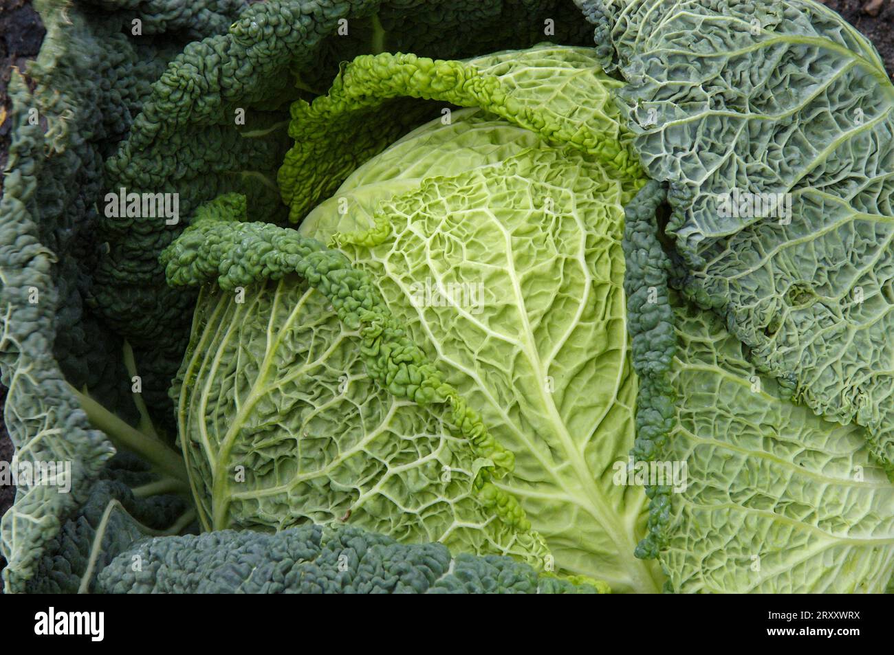 Vegetable cabbage (Brassica oleracea var. sabauda), savoy cabbage ...
