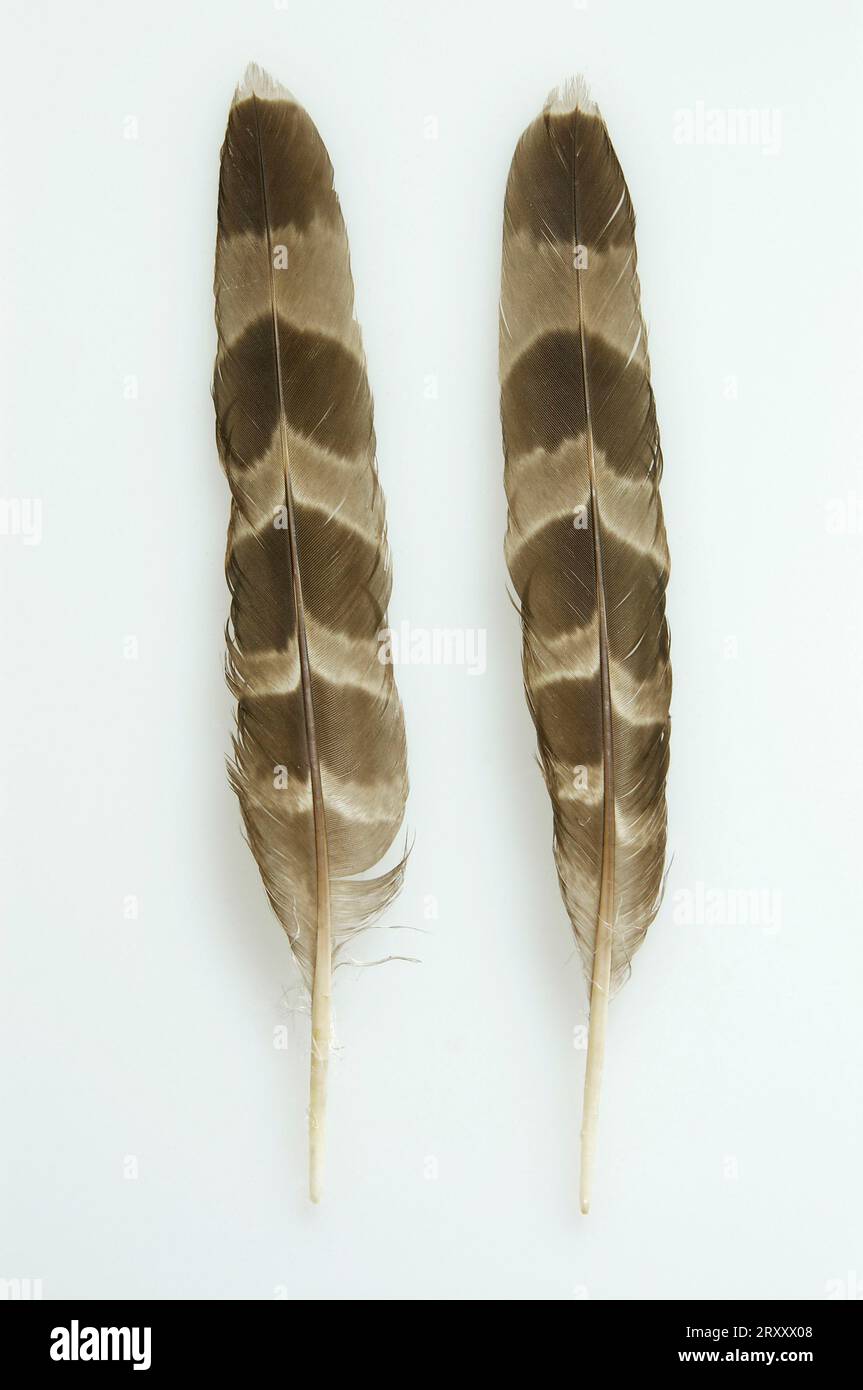 Goshawk, feather (Accipiter gentilis Stock Photo - Alamy