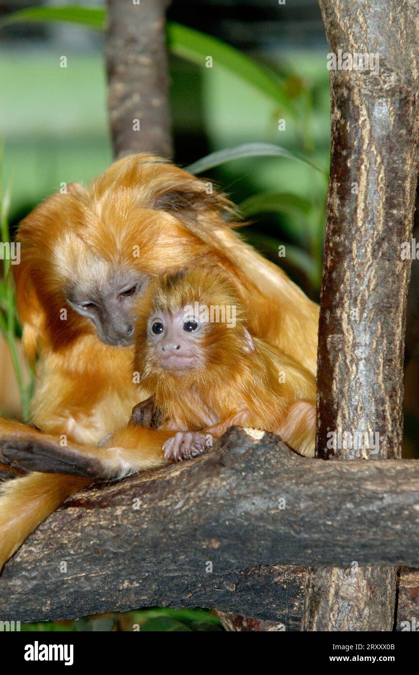 Golden lion tamarin female hi-res stock photography and images - Alamy