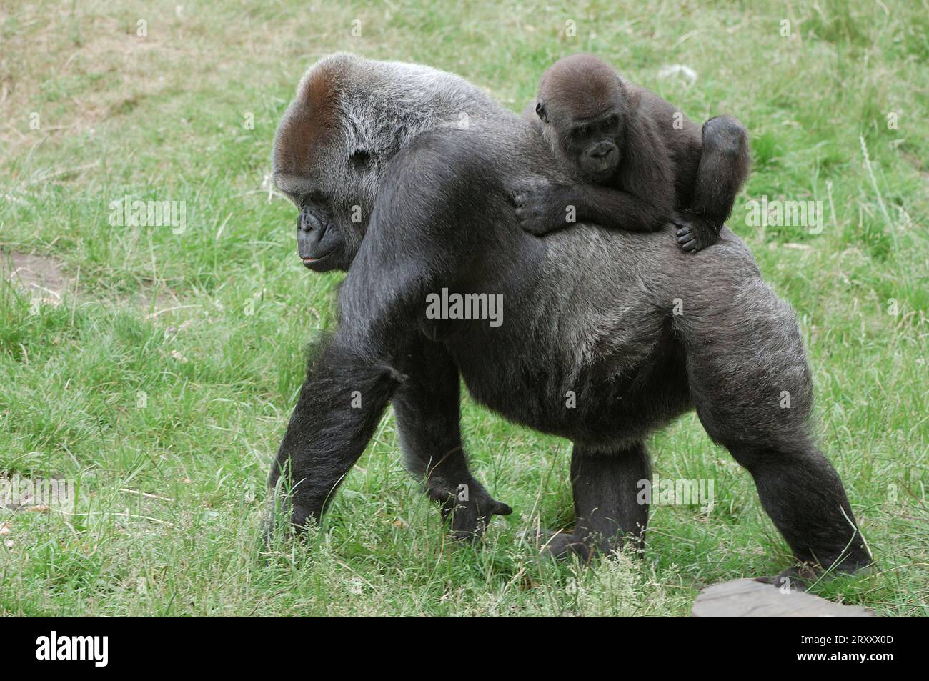 Western western lowland gorilla (Gorilla gorilla gorilla), female with ...