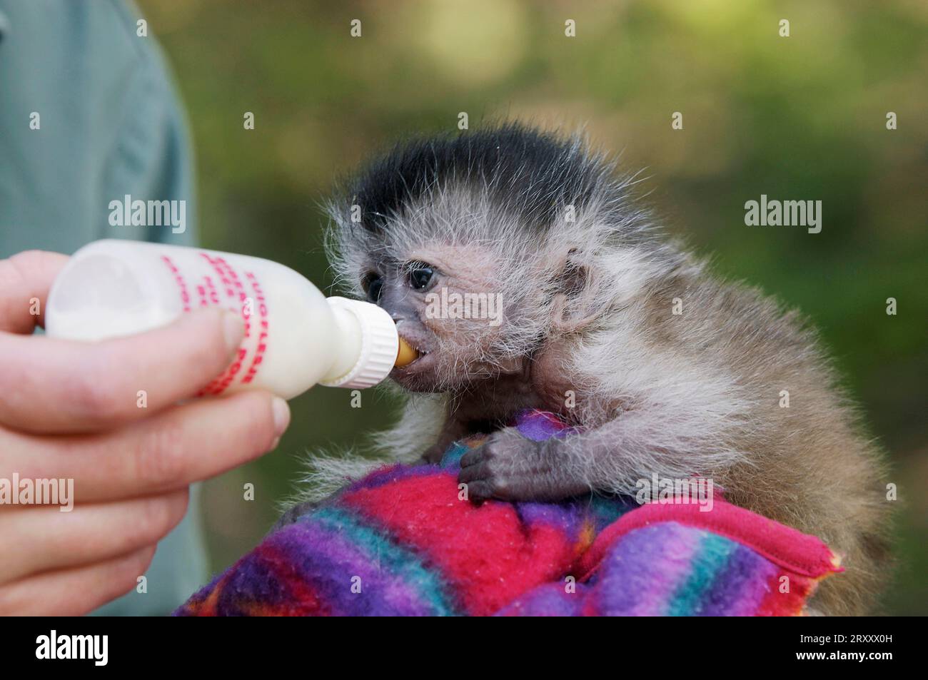 Young Brown Capuchin (Cebus apella) Monkey, hand reared Stock Photo - Alamy