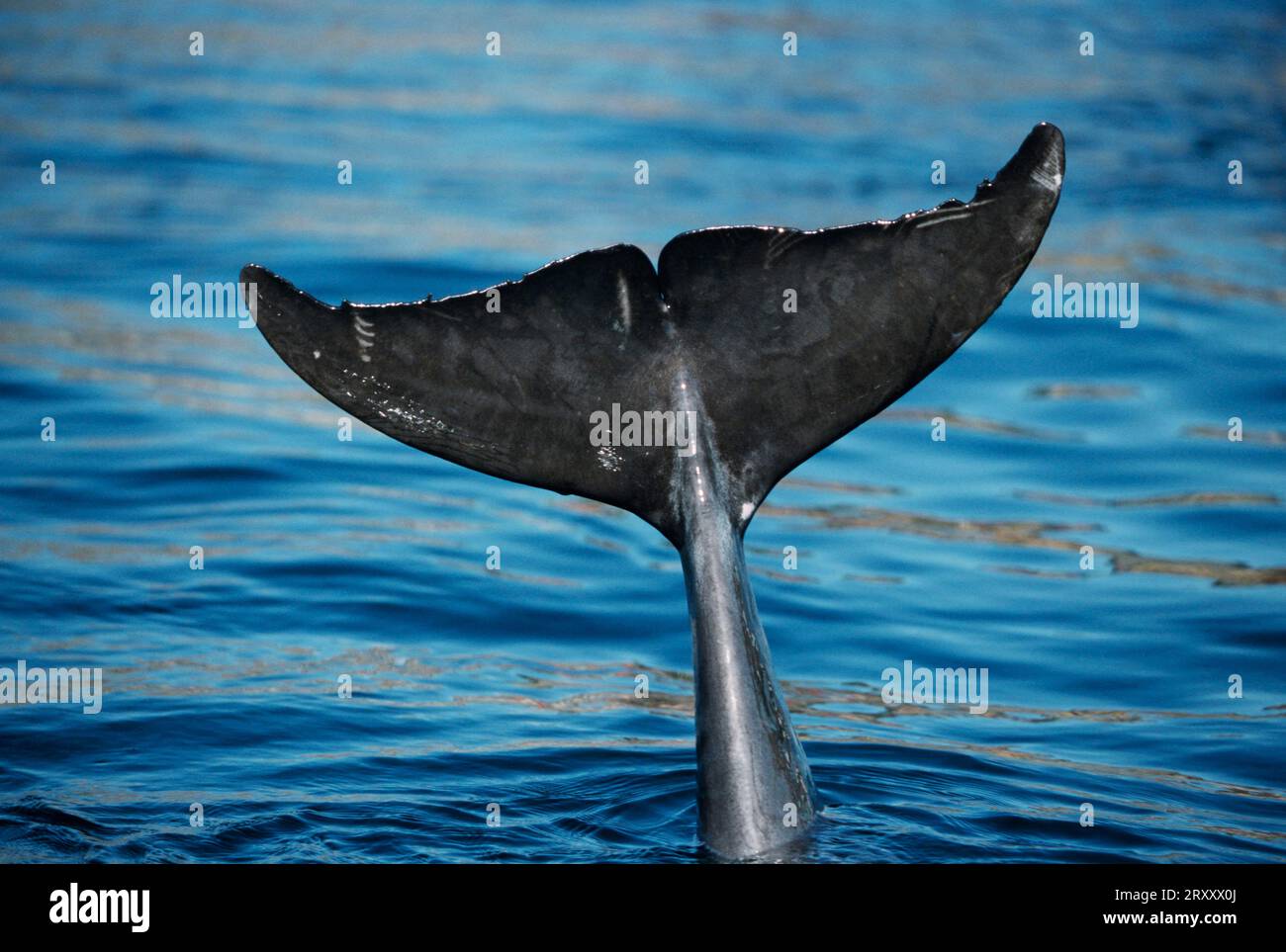 Toothed fin hi-res stock photography and images - Alamy