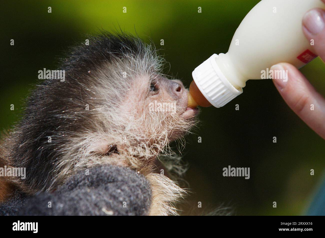 Young Brown Capuchin (Cebus apella) Monkey, hand reared Stock Photo - Alamy