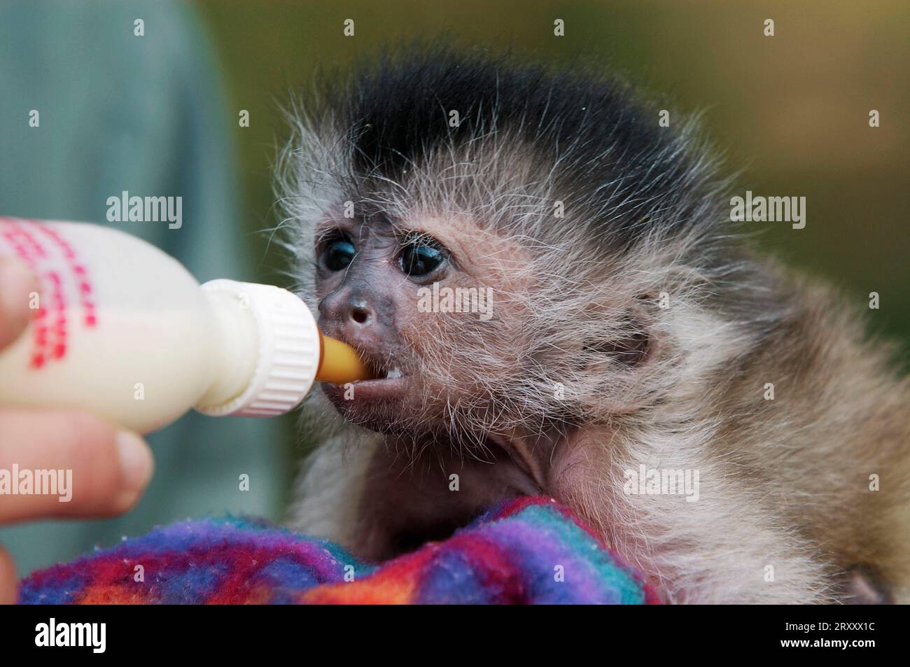 Young Brown Capuchin (Cebus apella) Monkey, hand reared Stock Photo - Alamy