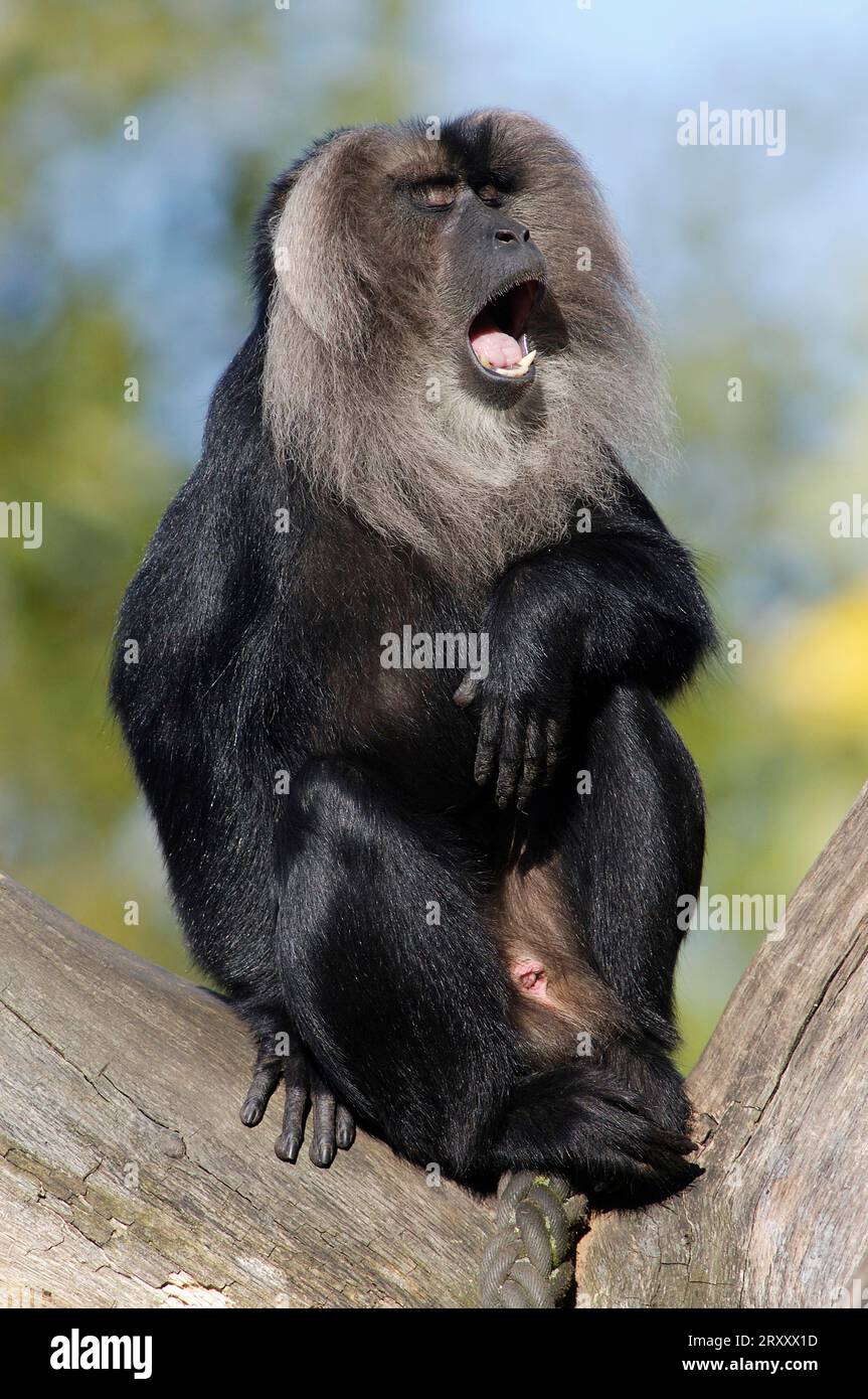 Lion-tailed Macaque (Macaca silenus), male Stock Photo - Alamy