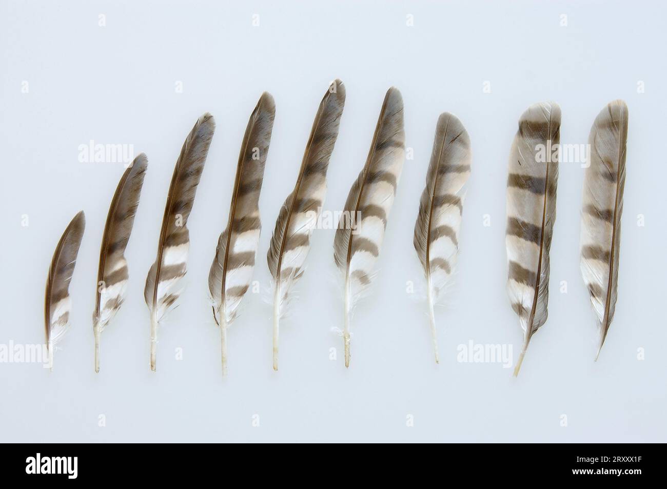 North sparrow hawk hi-res stock photography and images - Alamy