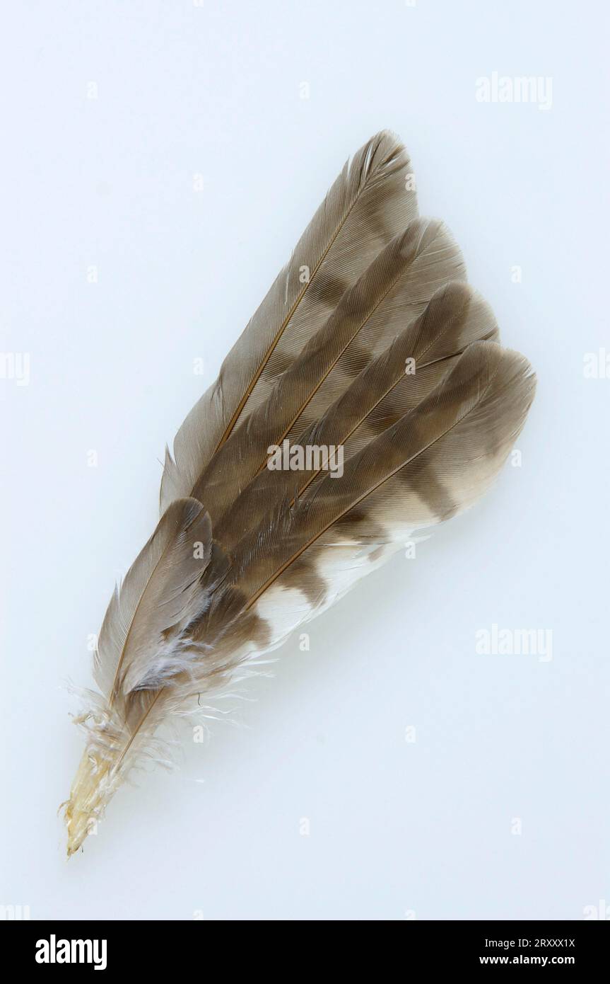Northern eurasian sparrowhawk (Accipiter nisus), feather Stock Photo ...
