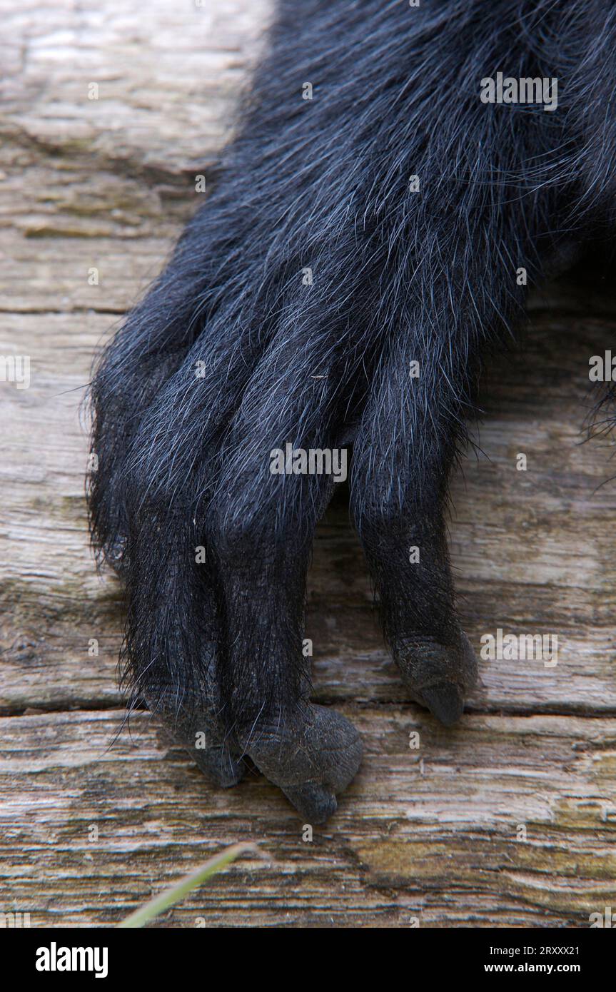 Colobus Monkey, hand (Colobus guereza Stock Photo - Alamy