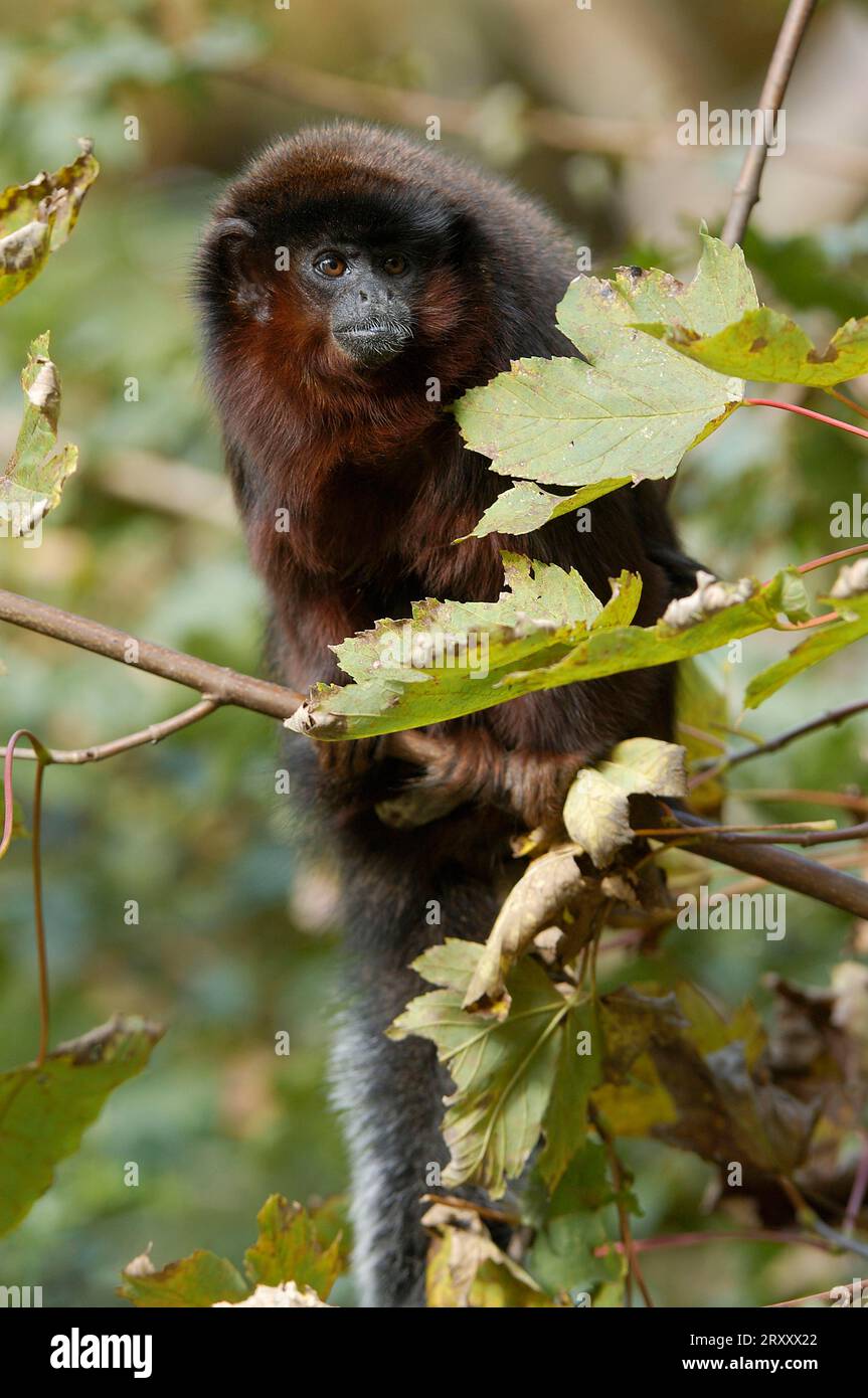 Red Titi (Callicebus cupreus Stock Photo - Alamy