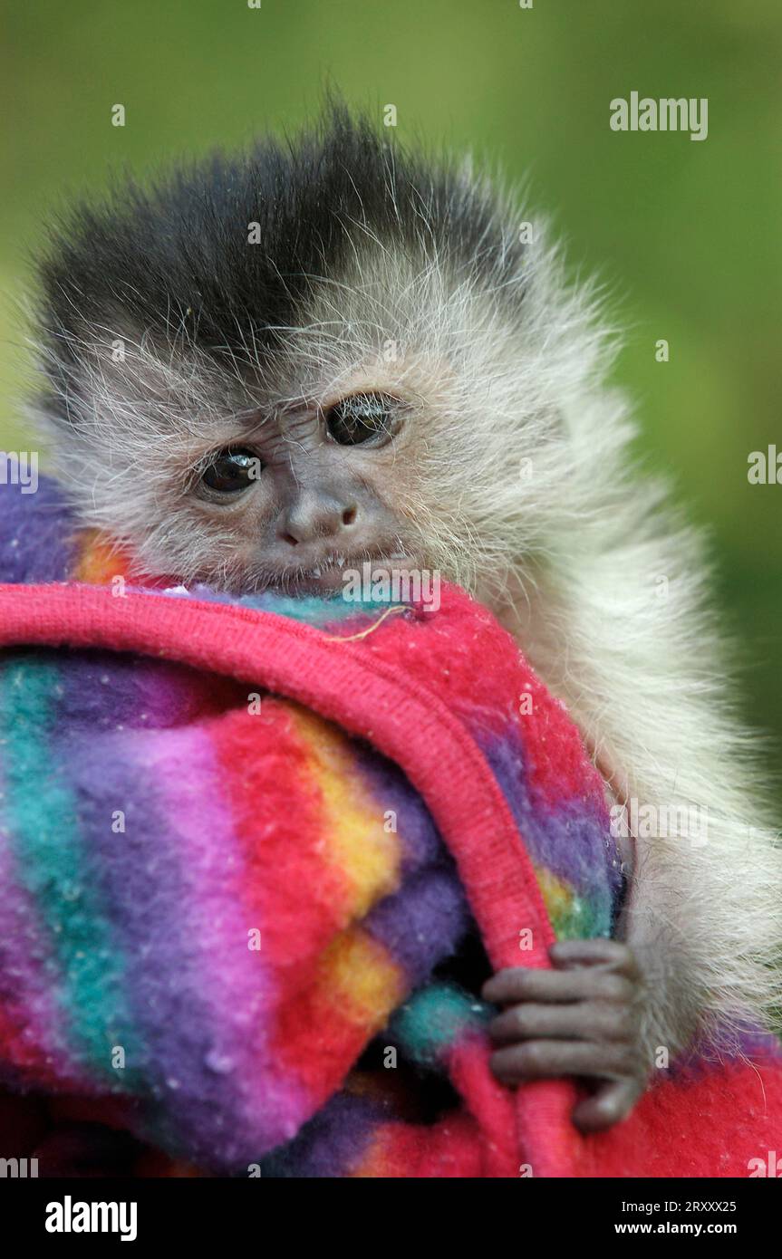 Young Brown Capuchin (Cebus apella) Monkey, hand reared Stock Photo - Alamy