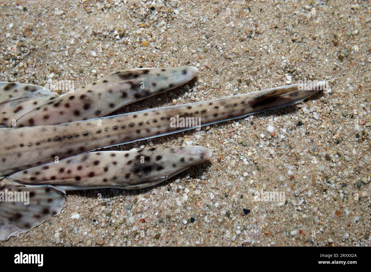 Rajiformes animal hi-res stock photography and images - Alamy