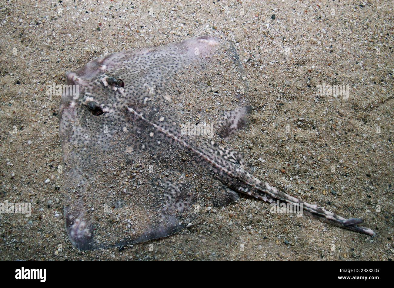 Rajiformes animal hi-res stock photography and images - Alamy