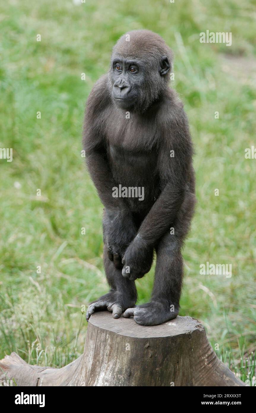 Great westen hi-res stock photography and images - Alamy