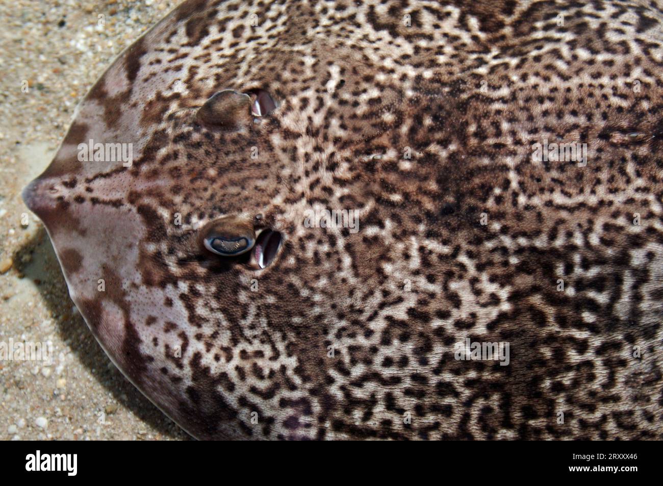 Rajiformes animal hi-res stock photography and images - Alamy