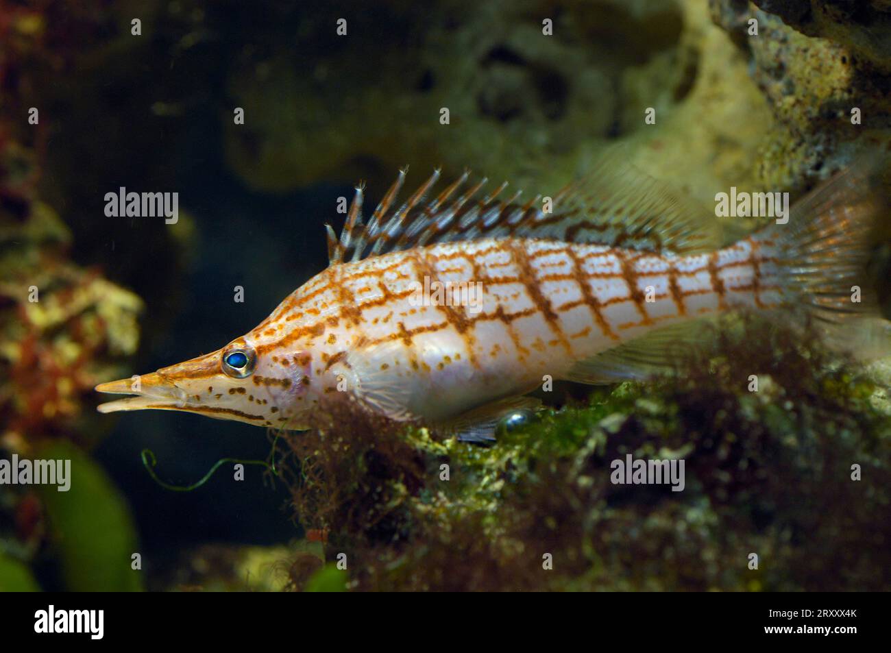 Long nosed ray hi-res stock photography and images - Alamy