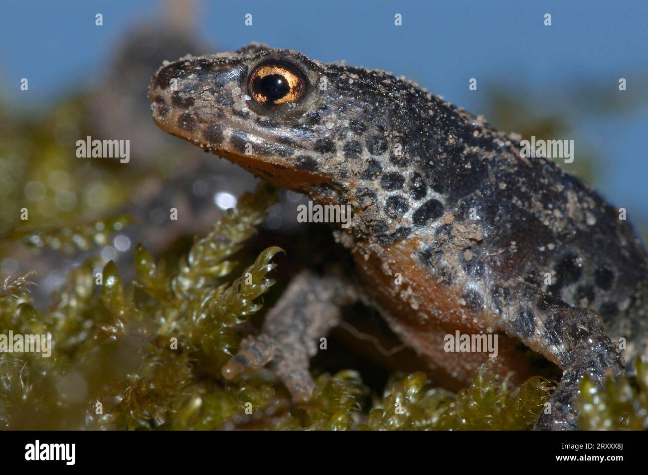 Common newt (Triturus vulgaris), North Rhine-Westphalia, Germany Stock ...