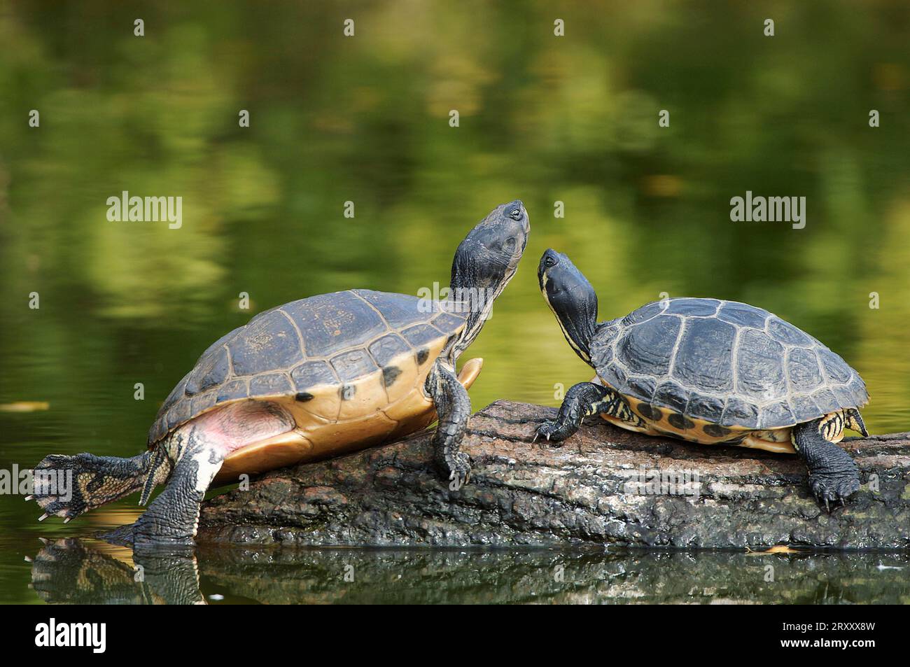 Red-eared slider (Trachemys scripta elegans) (Pseudemys scripta elegans ...