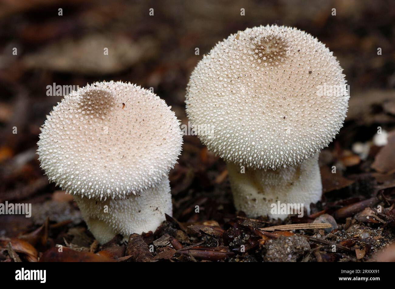 Common Puffballs (Lycoperdon perlatum), common puffball, Germany Stock ...