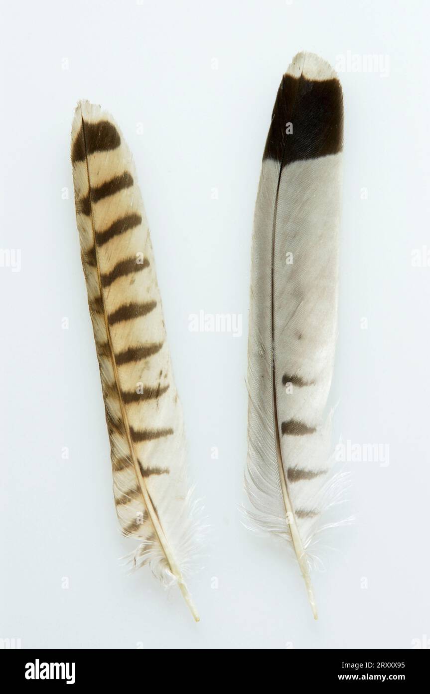 Common Kestrel (Falco tinnunculus), female and male tail feathers Stock ...