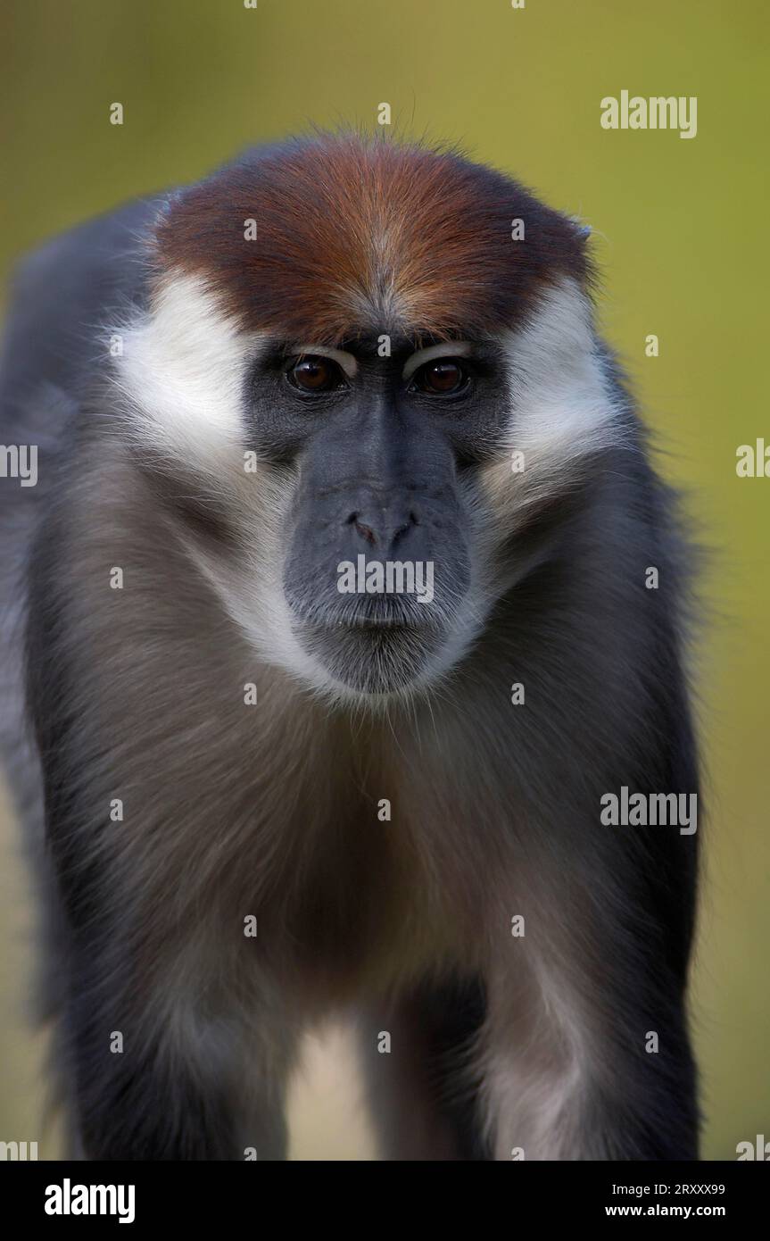 Cherry crowned mangabey monkey hi-res stock photography and images - Alamy