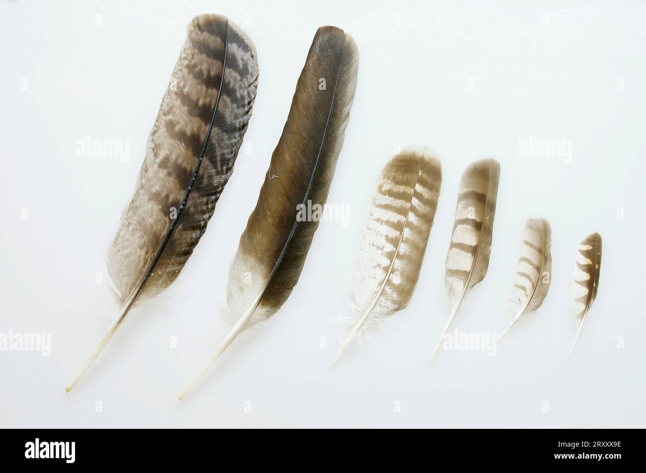 Feathers of Harpy Eagle (Harpia harpyja), Griffon Vulture (Gyps fulvus ...