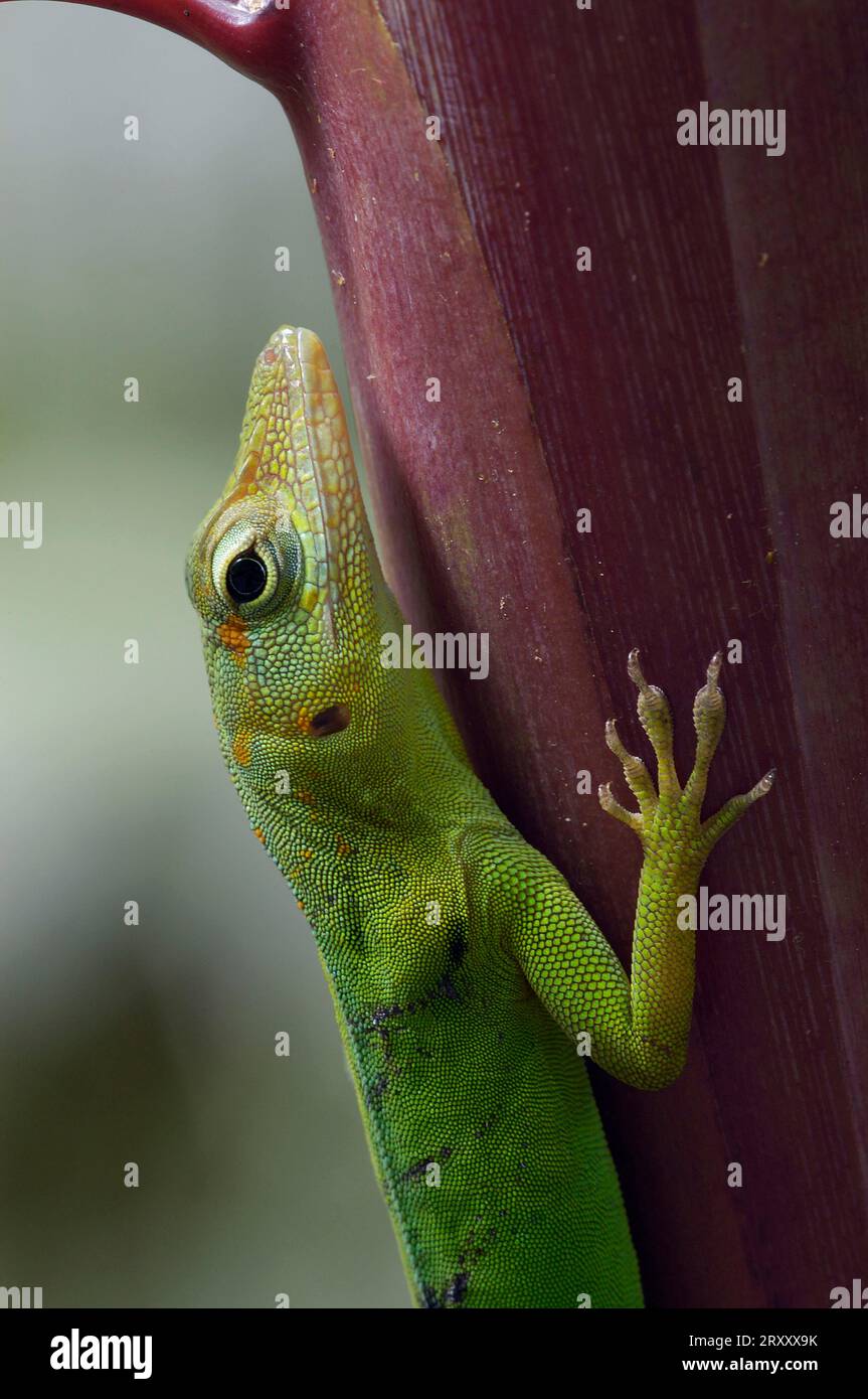 American green anole hi-res stock photography and images - Alamy