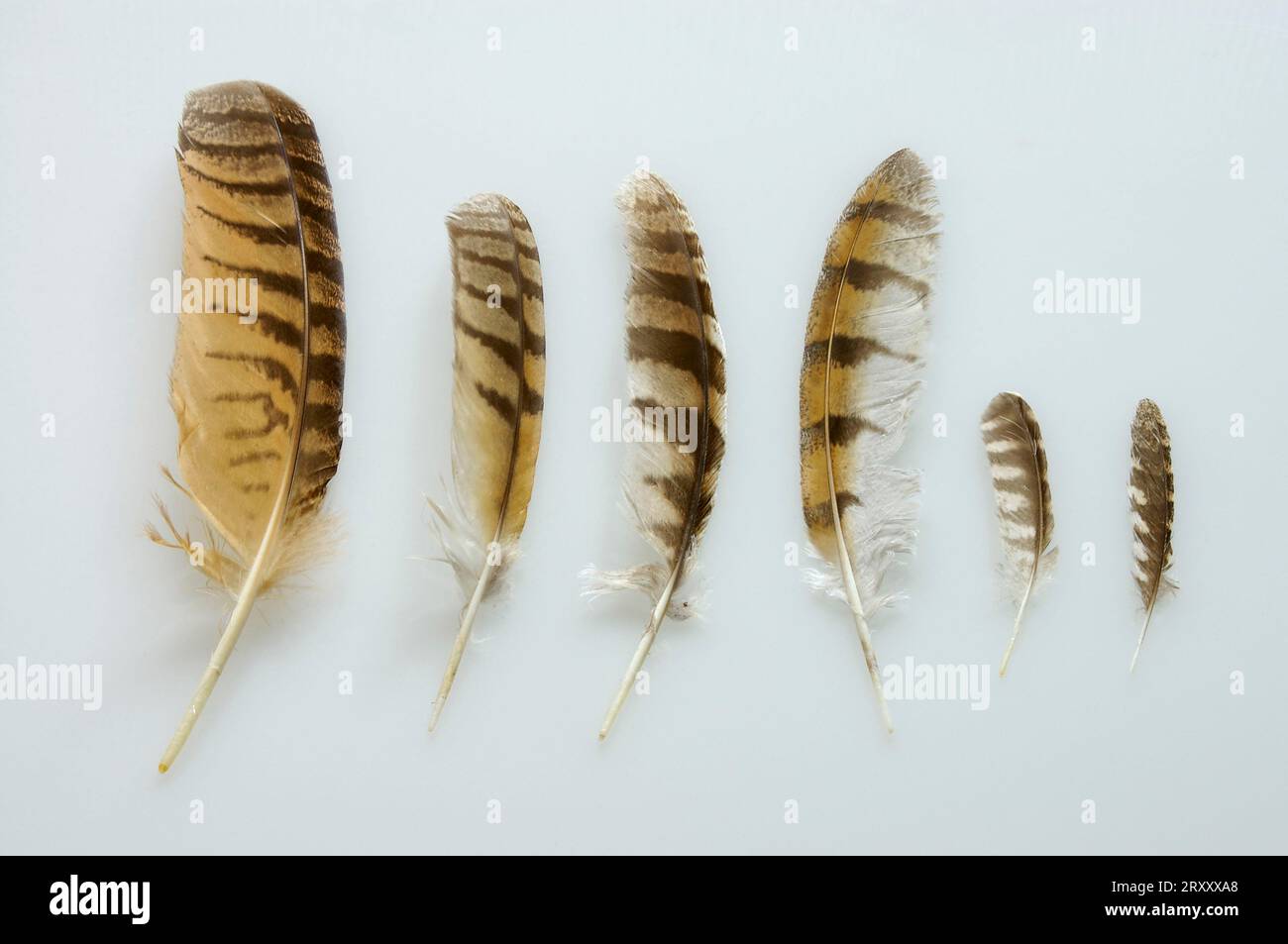 Feathers of Eagle Owl (Bubo bubo), Long-eared Owl (Asio otus), Tawny ...
