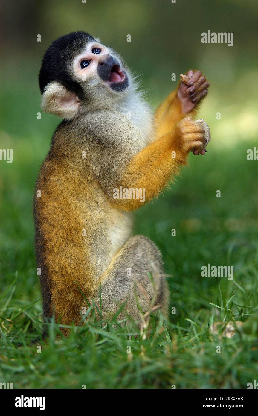 Squirrel Monkey, common squirrel monkey (Saimiri sciureus), lateral ...