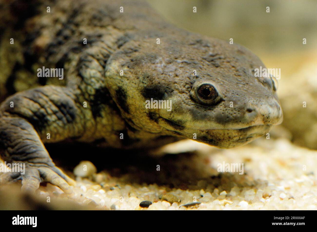 Spanish Ribbed Newt (Pleurodeles waltl Stock Photo - Alamy