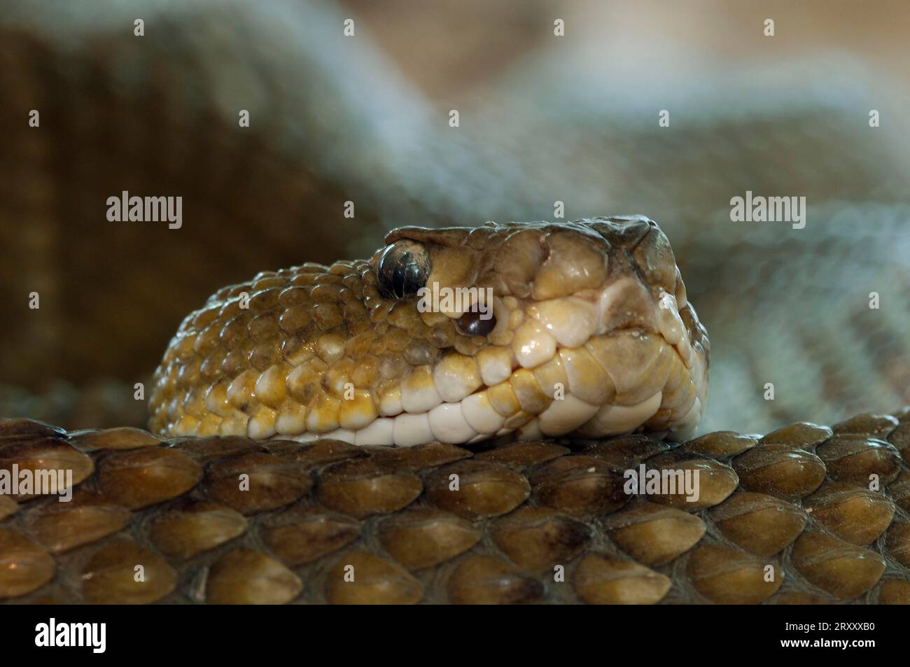 Mexican west coast rattlesnake (Crotalus basiliscus), Mexican Desert ...