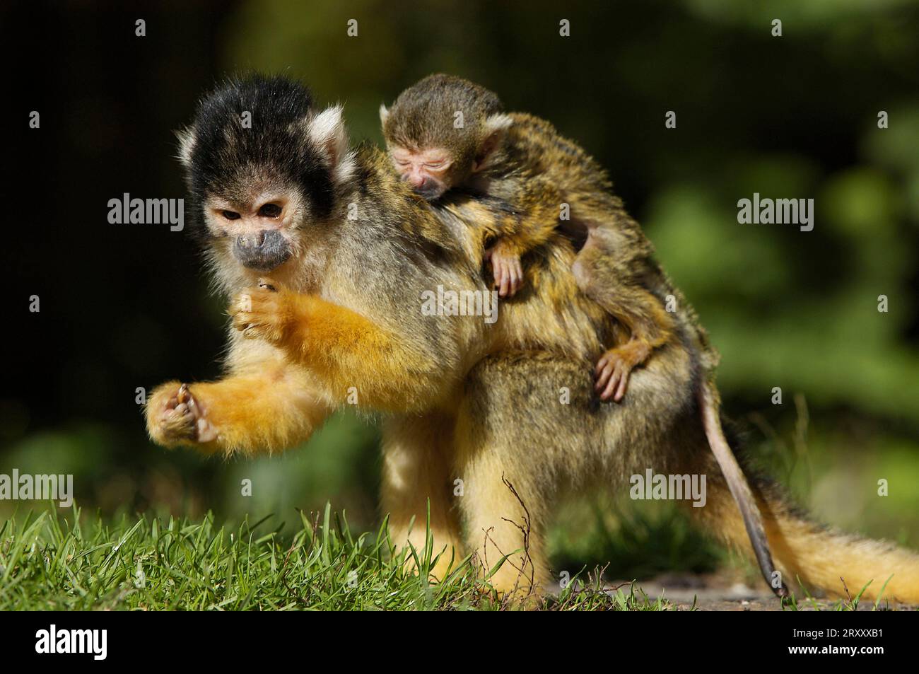Squirrel Monkey (Saimiri sciureus), female with young Stock Photo - Alamy