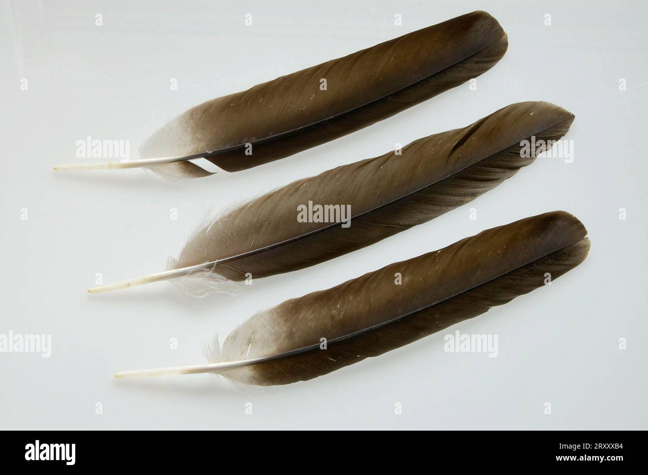 Feather animal world hi-res stock photography and images - Alamy